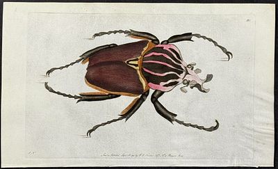 Lot 70915 - Shaw & Nodder, On Vellum - Fork-headed Beetle. 80 ...