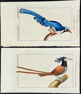 Lot 80095 - Buffon - 7 Bird Engravings (Cuckoo & Promerops) | Trillium ...