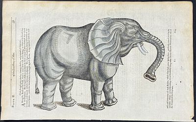 Lot 80253 - Pare, pub. 1664 - Elephant | Trillium Rare Prints