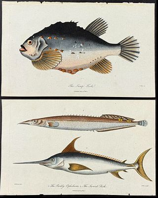Lot 80330 - Linnaeus - 5 Fish Engravings | Trillium Rare Prints