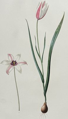 Lot 80494 - Redoute, Folio - Lady Tulip (Tulipa Clusiana) | Trillium ...