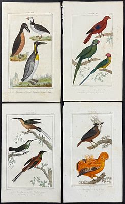 Lot 80511 - Buffon - 10 Bird Engravings | Trillium Rare Prints