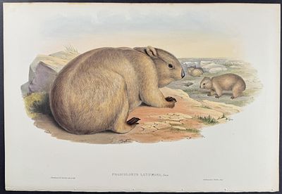 Lot 80630 - Gould, Australia - Broad-fronted Wombat | Trillium Rare Prints