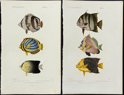 Lot 80720 - Cuvier - Pair of Fish Engravings | Trillium Rare Prints