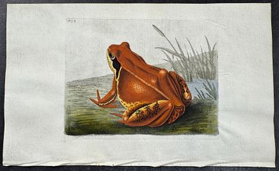 Lot 80724 - Shaw & Nodder, On Vellum - Common Frog. 864 | Trillium Rare ...