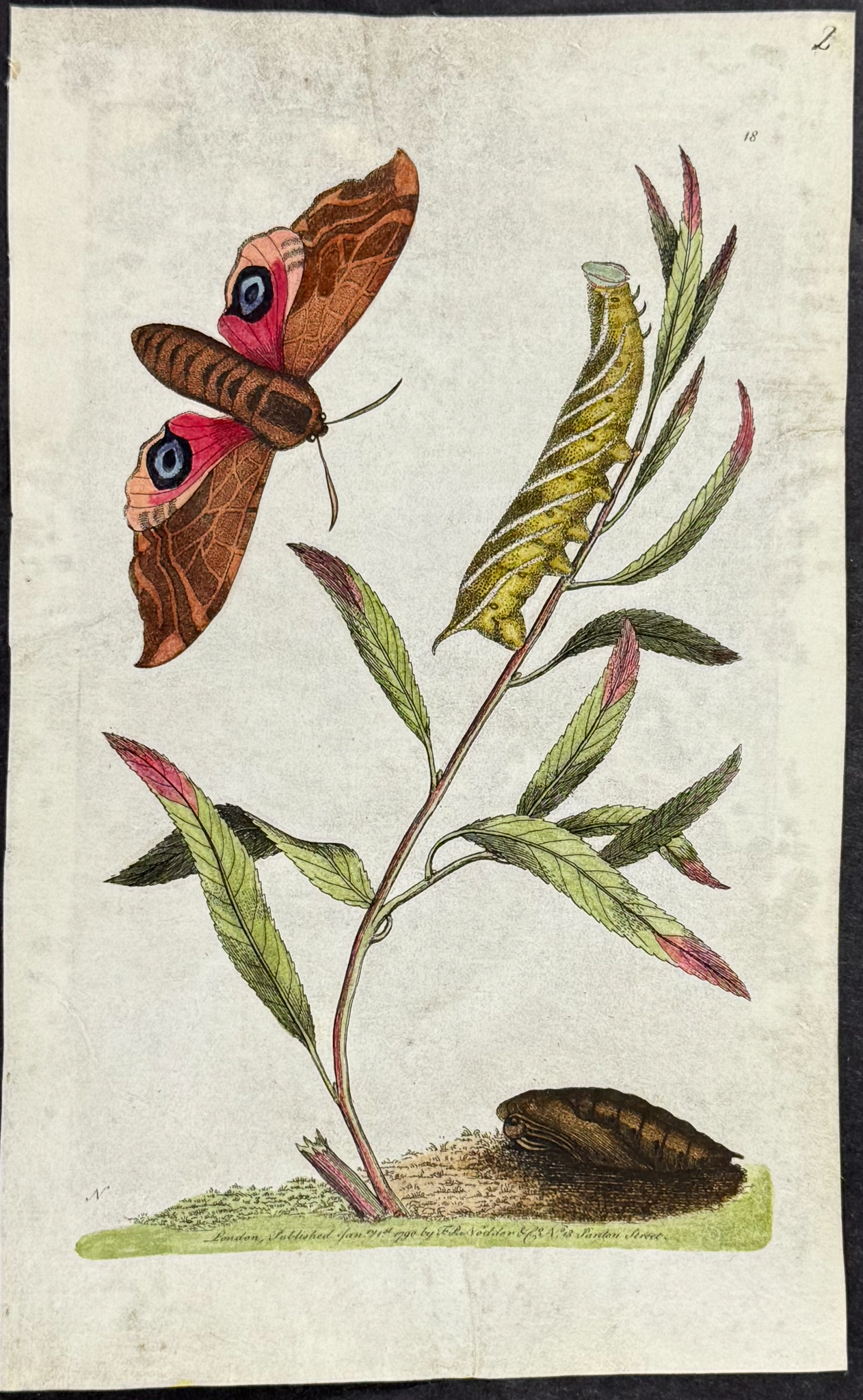 Lot 80725 - Shaw & Nodder, On Vellum - Ocellated Sphinx or Eyed Hawk ...