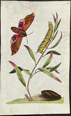 Lot 80725 - Shaw & Nodder, On Vellum - Ocellated Sphinx or Eyed Hawk ...