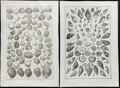 Lot 80917 - Seba - 4 Shell Engravings | Trillium Rare Prints
