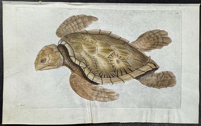 Lot 80928 - Shaw & Nodder, On Vellum - Imbricated Tortoise. 287 ...