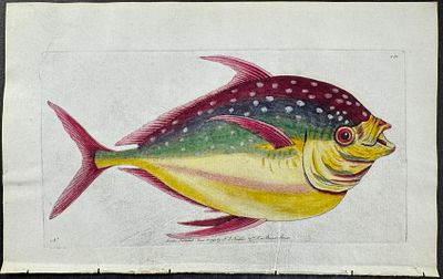 Lot 80929 - Shaw & Nodder, On Vellum - Opah or Imperial Zeus. 140 ...