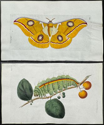 Lot 80931 - Shaw & Nodder, On Vellum - Pair of Engravings: Paphia (Moth ...