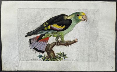 Lot 80932 - Shaw & Nodder, On Vellum - Black-winged Parrakeet. 132 ...