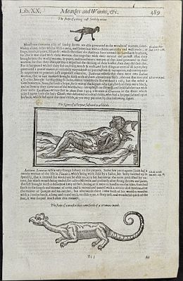 Lot 90004 - Pare, pub. 1664 - Serpent attached to Child, Monster that ...