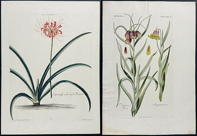 Lot 90101 - Trew - 3 Botanical Engravings: Japan-Lily & Fritillary ...