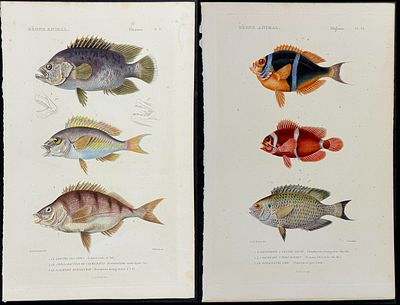 Lot 90118 - Cuvier - 4 Fish Engravings | Trillium Rare Prints