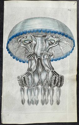 Lot 90126 - Shaw & Nodder, On Vellum - Jellyfish or Pulmonic Medusa ...