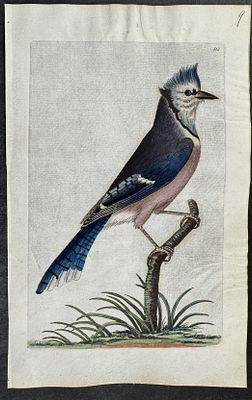 Lot 90128 - Shaw & Nodder, On Vellum - Blue Jay. 313 | Trillium Rare Prints