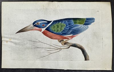 Lot 90130 - Shaw & Nodder, On Vellum - White-collared Kingfisher. 269 ...