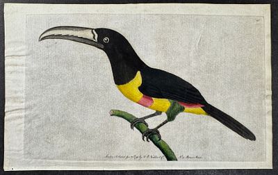 Lot 90131 - Shaw & Nodder, On Vellum - Red-Banded Toucan. 198 ...
