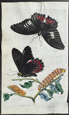 Lot 90319 - Shaw & Nodder, On Vellum - Butterfly - Papilio Anchises ...