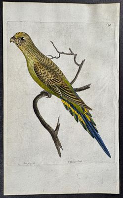 Lot 90321 - Shaw & Nodder, On Vellum - Undulated Parrakeet. 673 ...