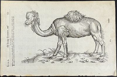 Lot 90325 - Pare, pub. 1664 - Camel | Trillium Rare Prints