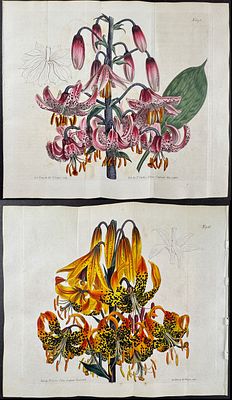 Lot 90487 - Curtis - Pair of Lily Engravings | Trillium Rare Prints