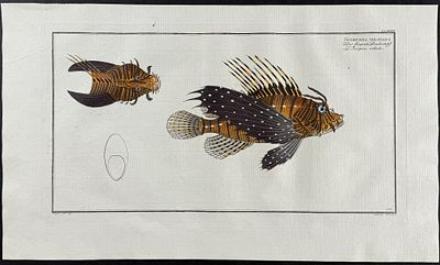 Lot 90515 - Bloch, Folio - Fish; Scorpaena Volitans. 184 | Trillium ...