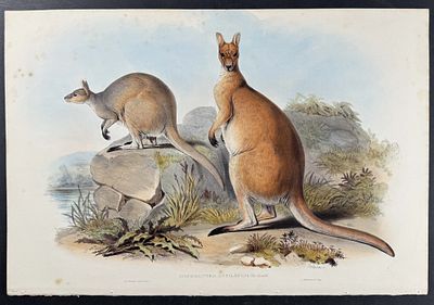 Lot 90614 - Gould, Australia - Red Wallaroo | Trillium Rare Prints