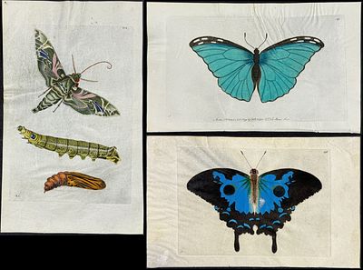 Lot 90712 - Shaw & Nodder, On Vellum - 4 Moth or Butterfly Engravings ...