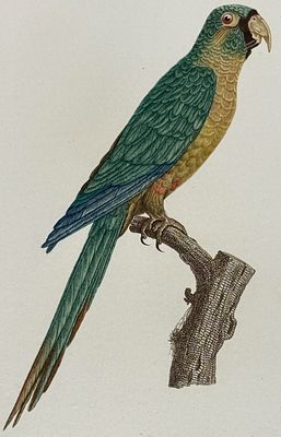 Lot 90740 - Barraband - Parrot. 17 | Trillium Rare Prints