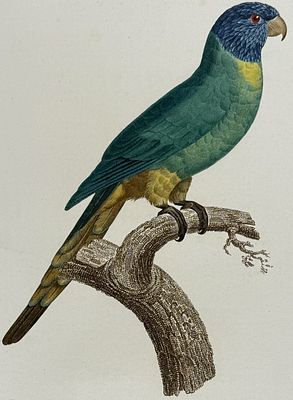 Lot 90741 - Barraband - Parrot. 26 | Trillium Rare Prints