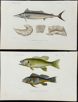 Lot 107 - Cuvier - 6 Fish Engravings | Trillium Rare Prints
