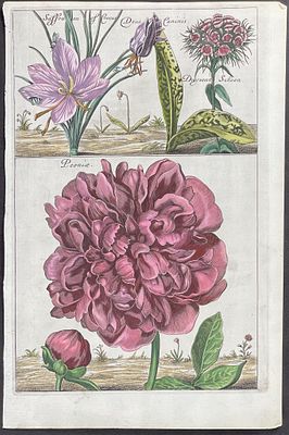 Lot 295 - Cause - Peony, Crocus | Trillium Rare Prints