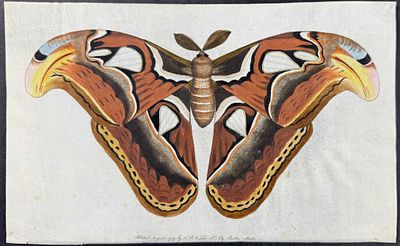 Lot 309 - Shaw & Nodder, On Vellum - Atlas Moth. 2 | Trillium Rare Prints