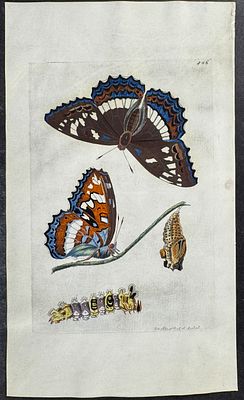 Lot 310 - Shaw & Nodder, On Vellum - Poplar Butterfly. 846 | Trillium ...