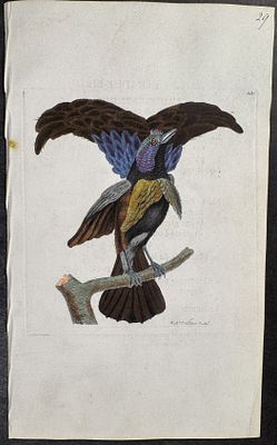 Lot 312 - Shaw & Nodder, On Vellum - Superb Paradise-Bird. 1021 ...