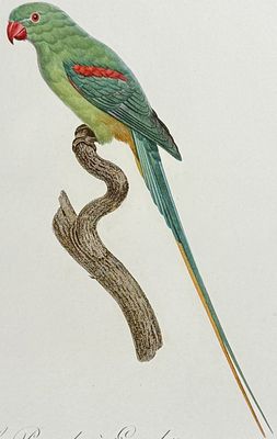 Lot 343 - Barraband - Parrot. 73 | Trillium Rare Prints