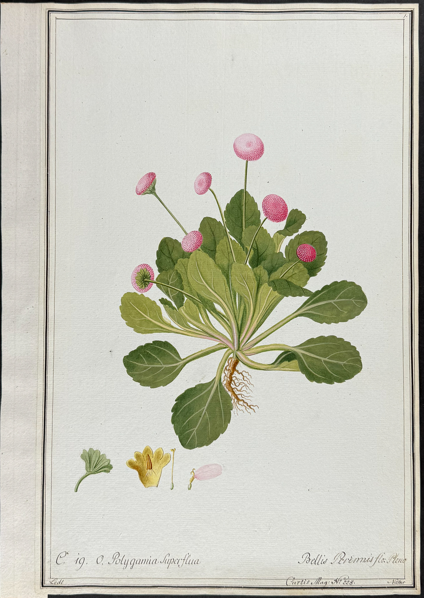 Lot 497 - Original Watercolor of Daisy (Bellis Perennis) after Ledel ...