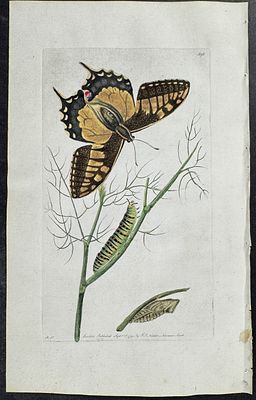 Lot 511 - Shaw & Nodder, On Vellum - Papilio Machaon - Butterfly ...