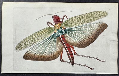 Lot 512 - Shaw & Nodder, On Vellum - Egyptian Locust. 251 | Trillium ...