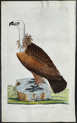 Lot 513 - Shaw & Nodder, On Vellum - Alpine Vulture. 141 | Trillium ...