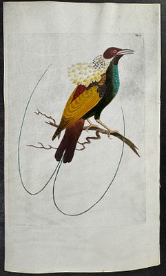 Lot 515 - Shaw & Nodder, On Vellum - Magnificent Paradisea, Bird of ...