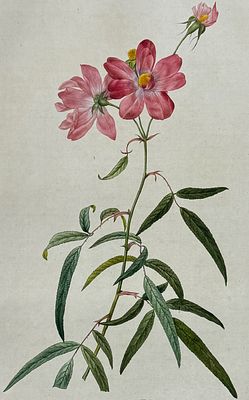 Lot 694 - Redoute, Folio - Rose - Rosa longifolia | Trillium Rare Prints