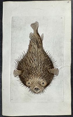 Lot 914 - Shaw & Nodder, On Vellum - Porcupine Diodon Puffer or ...