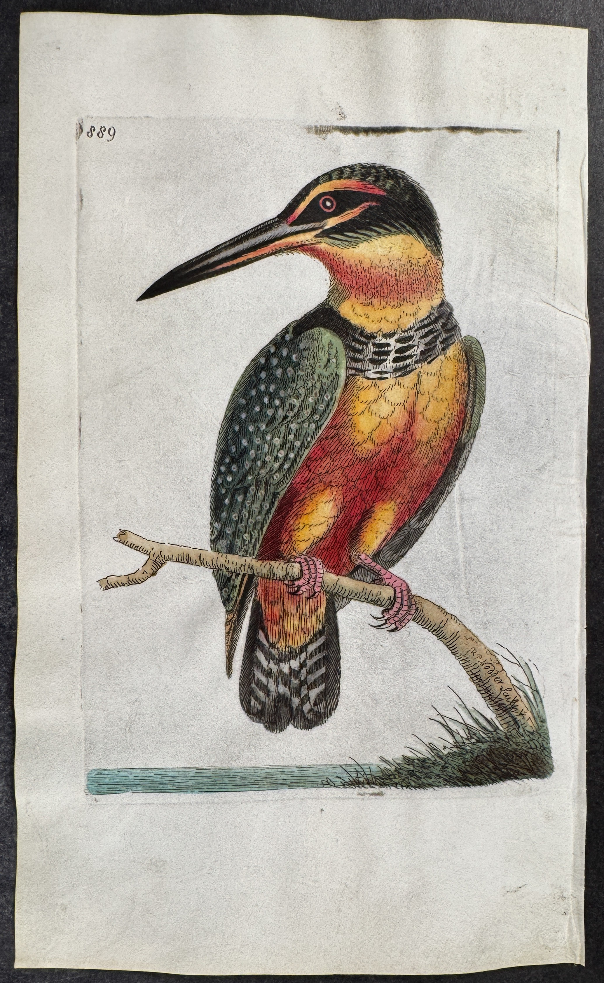 Lot 918 - Shaw & Nodder, On Vellum - Spotted Kingfisher. 889 | Trillium ...