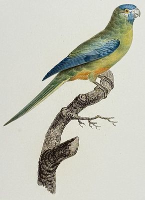 Lot 938 - Barraband - Parrot. 68 | Trillium Rare Prints