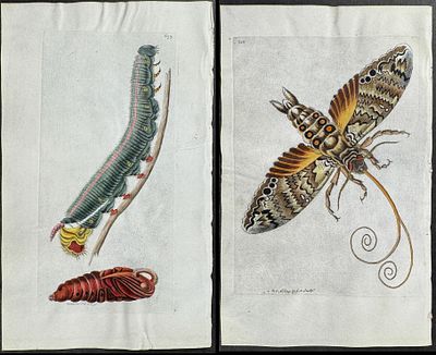 Lot 1108 - Shaw & Nodder, On Vellum - Pair: Jatropha Sphinx Moth ...