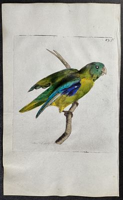 Lot 1111 - Shaw & Nodder, On Vellum - Cape Parrakeet. 893 | Trillium ...