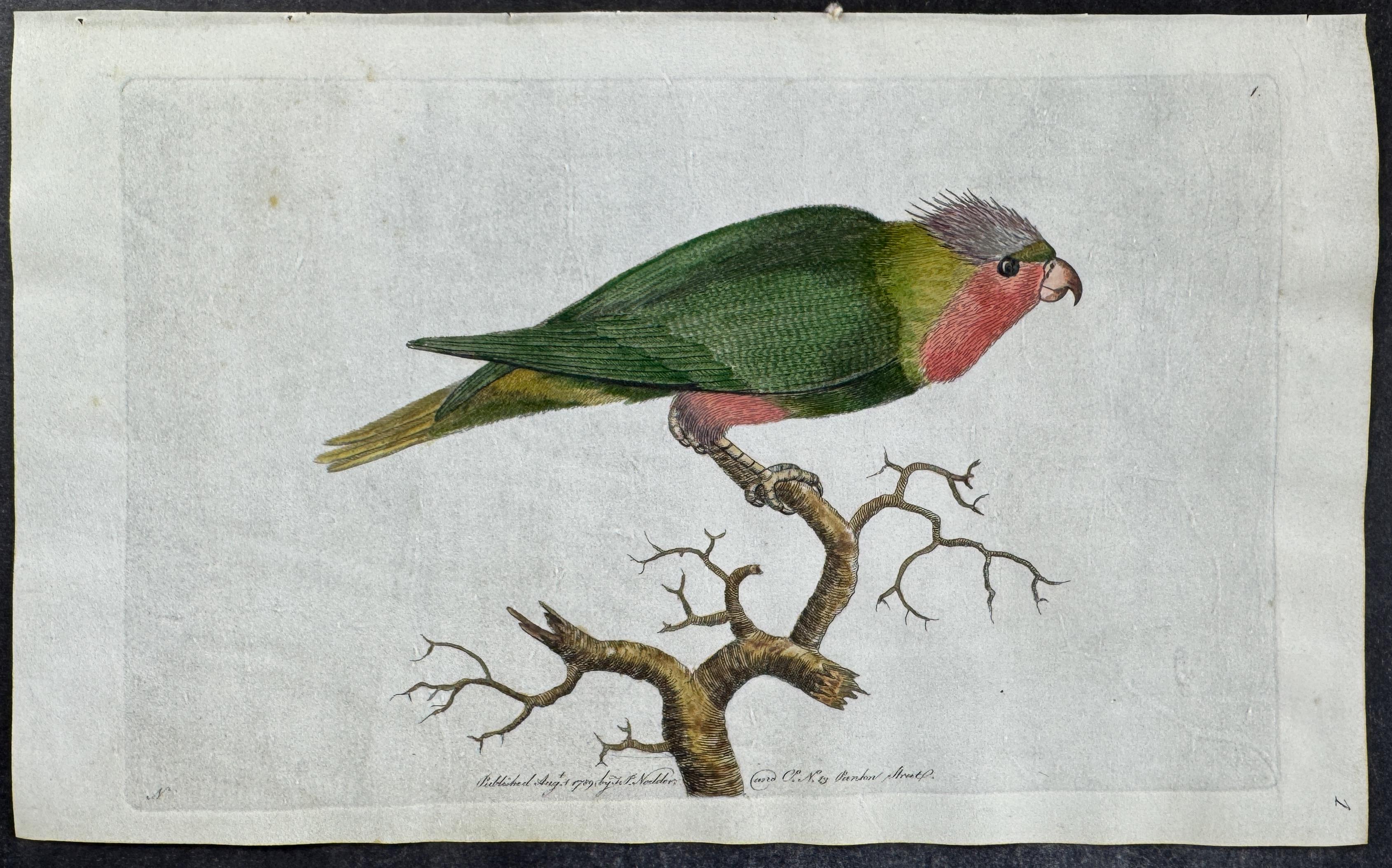 Lot 1316 - Shaw & Nodder, On Vellum - Purple -Headed Parrakeet. 1 ...